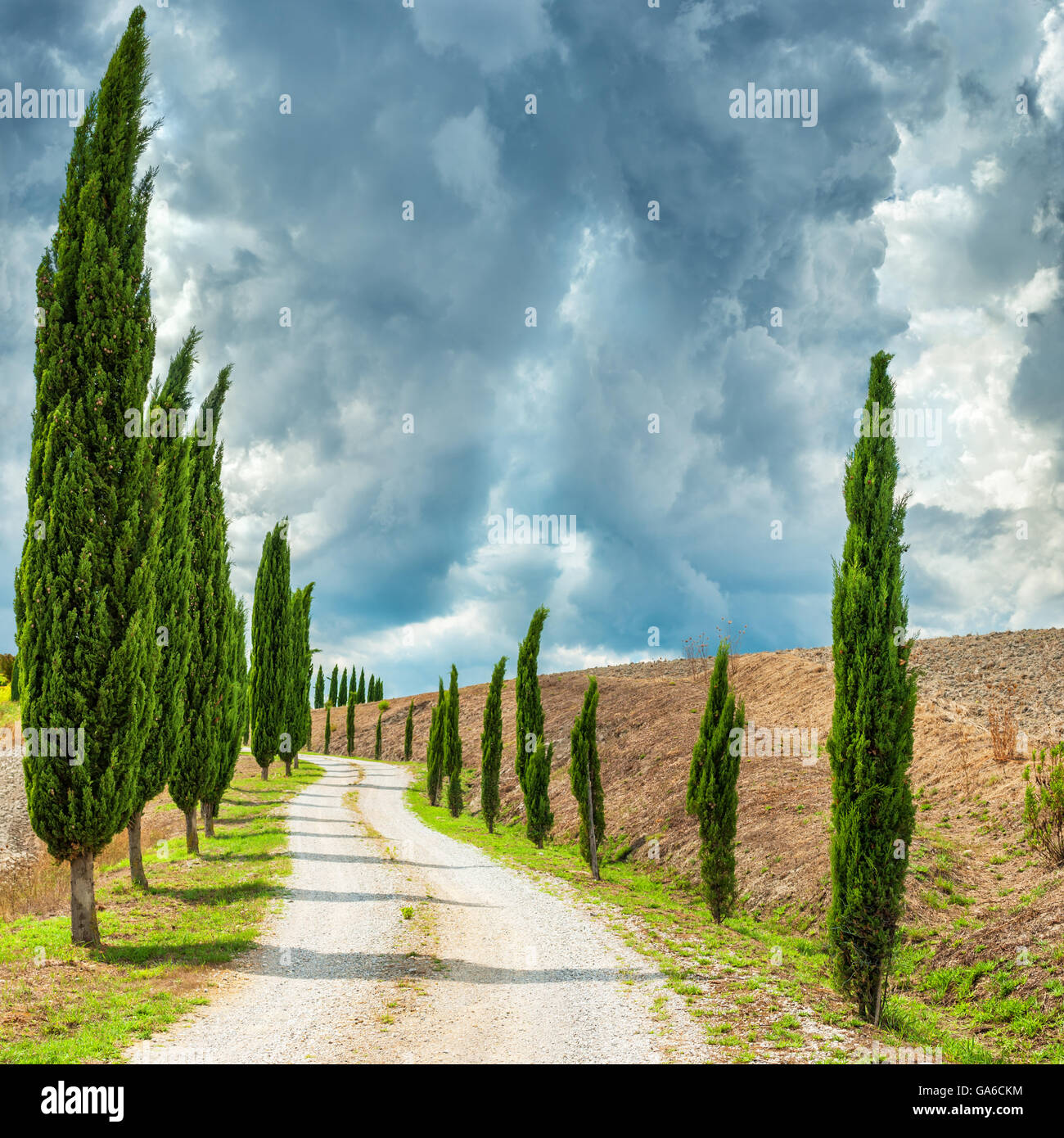 Italian cypress tree hi-res stock photography and images - Alamy