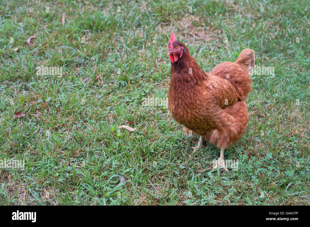 Rhode Island Red chicken standing in yard grass looking at camera Stock ...