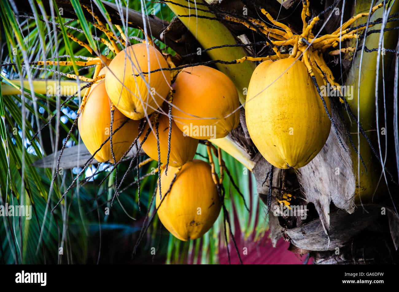Close Up Coconut Tree High Resolution Stock Photography and Images - Alamy