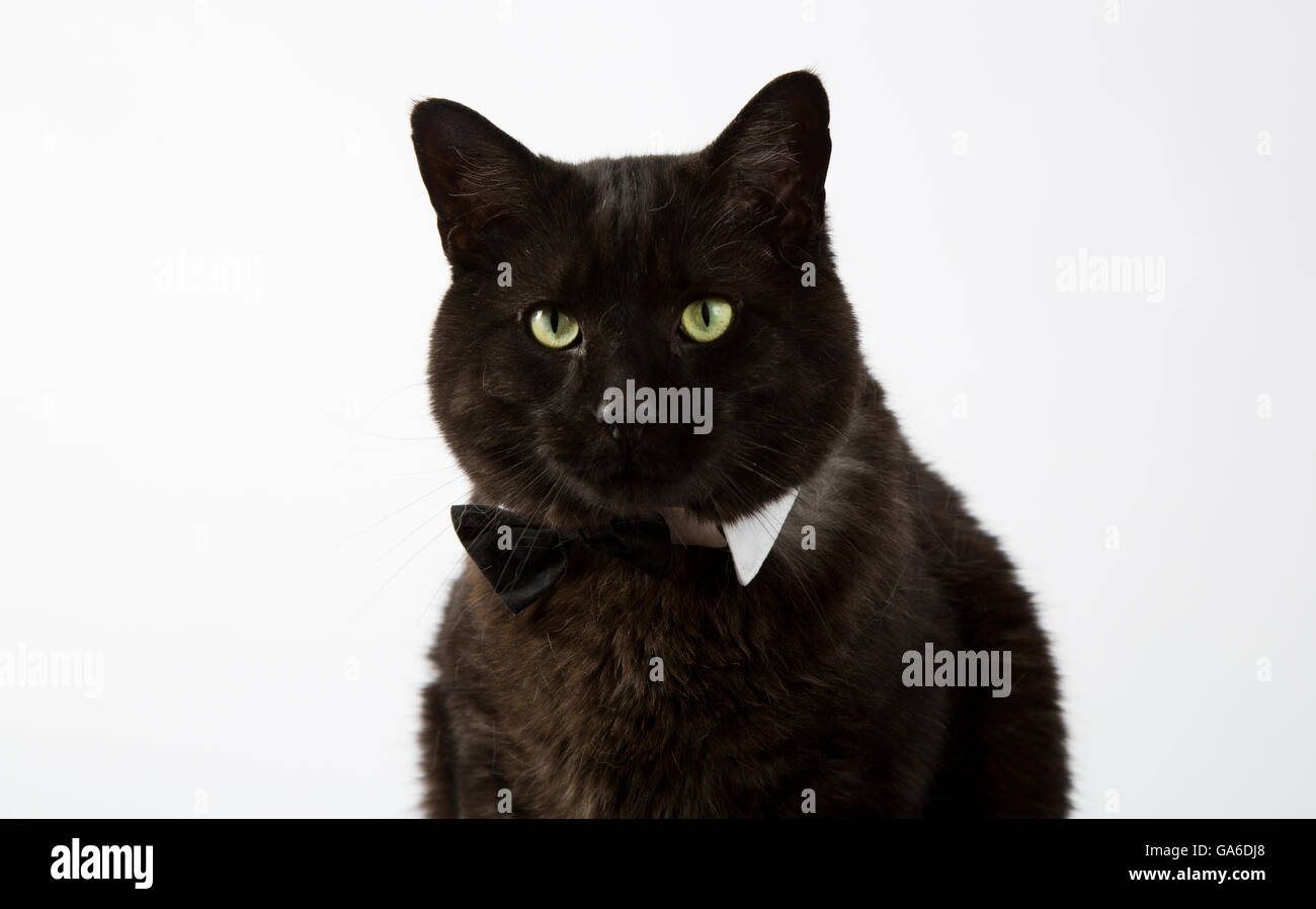 A black cat in a tuxedo collar on a white bachground Stock Photo - Alamy