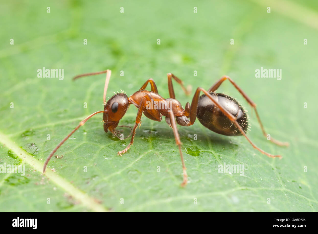 A Formicine Ant (Formica incerta) forages on a leaf Stock Photo - Alamy