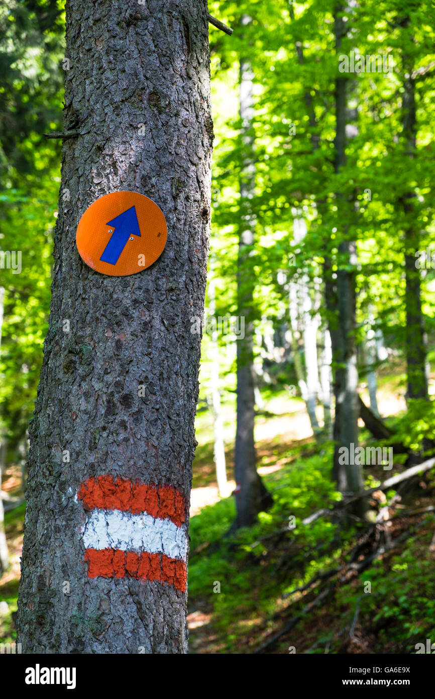 Trail signs, Forest, Nationalpark Gesäuse, Styria, Austria Stock Photo ...