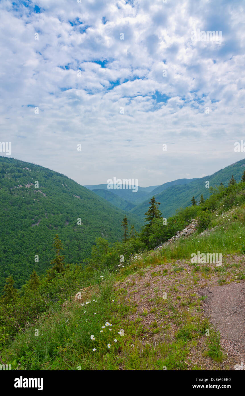 Spruce forest in the Cape Breton Highlands National Park Stock Photo ...