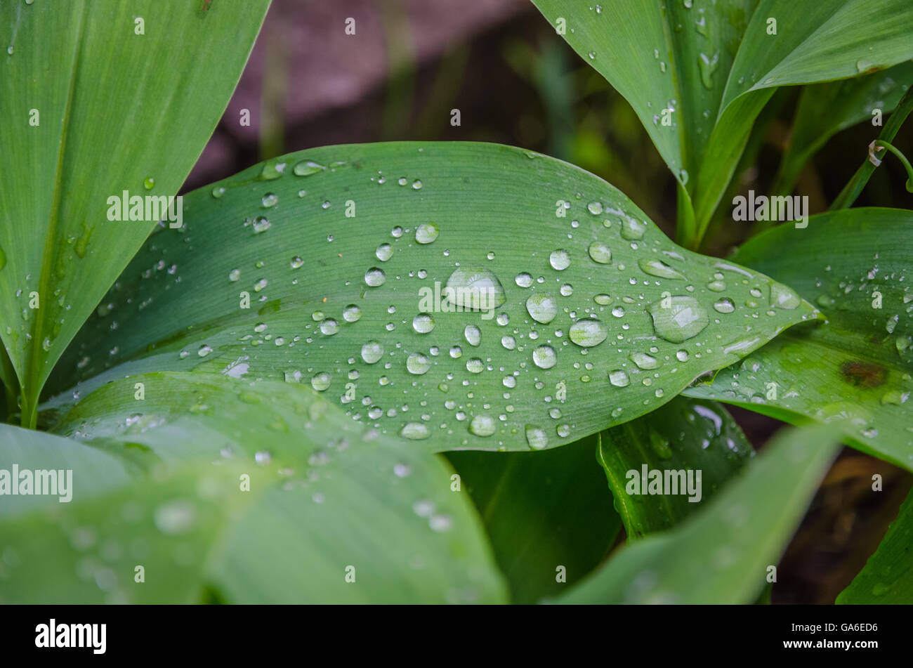lily-of-the-valley and dew drops on the leaves Stock Photo - Alamy