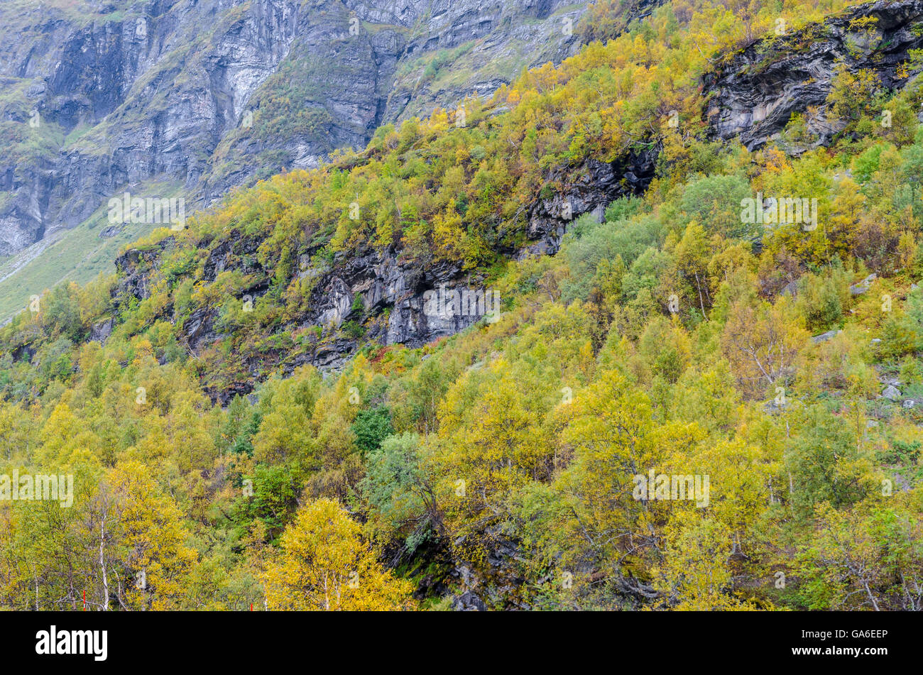 Tree trees rock norway hi-res stock photography and images - Alamy