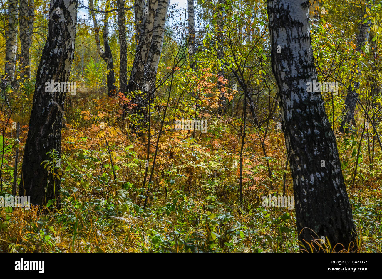 Colorful trees in forest in fall time, Siberia Stock Photo - Alamy