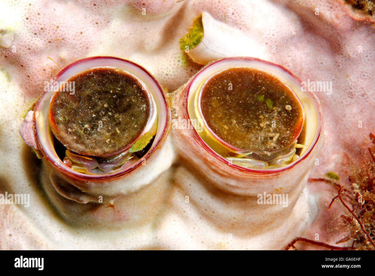 Dendropoma hi-res stock photography and images - Alamy