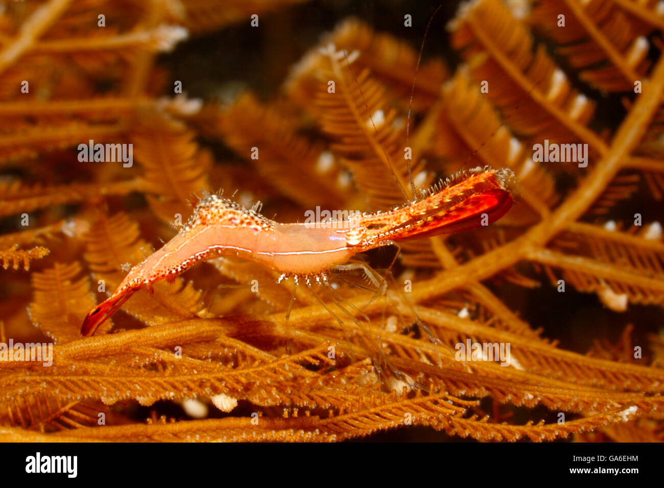 Donald Duck shrimp, Leander plumosus, living in a hydroid. Tulamben ...