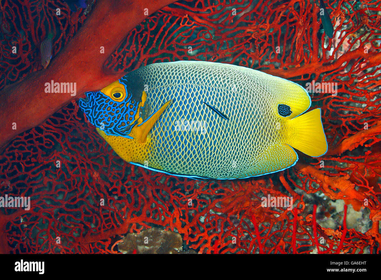 Yellow and blue angel fish hi-res stock photography and images - Alamy