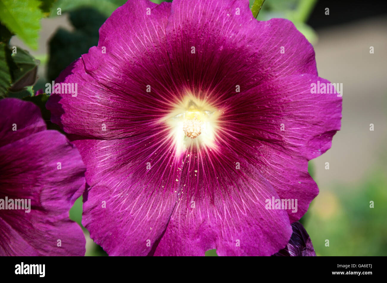 Malva flower light violet in hot summer day Stock Photo - Alamy