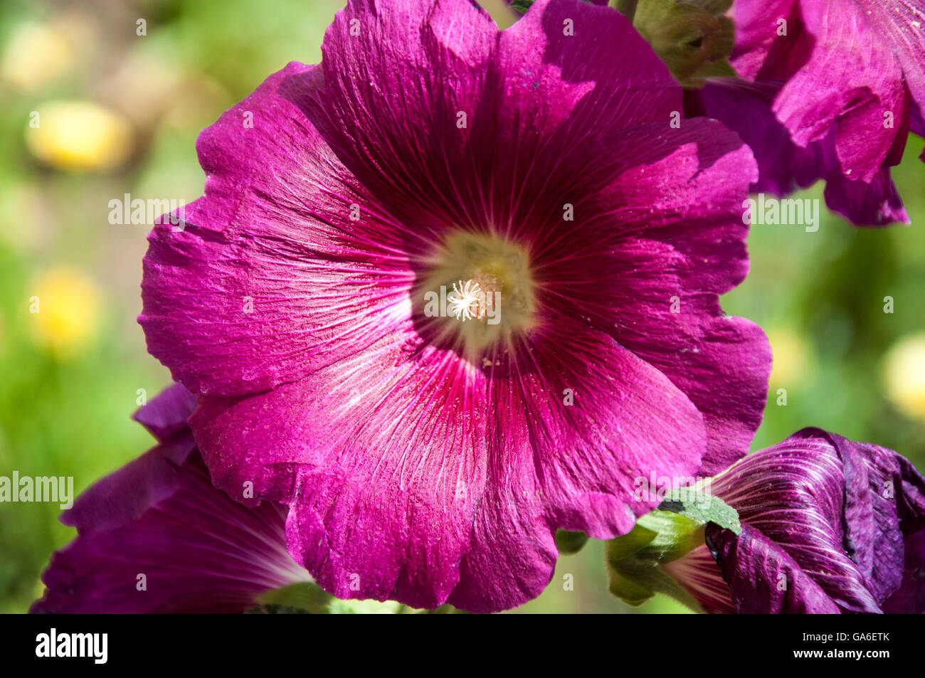 Malva flower light violet in hot summer day Stock Photo - Alamy