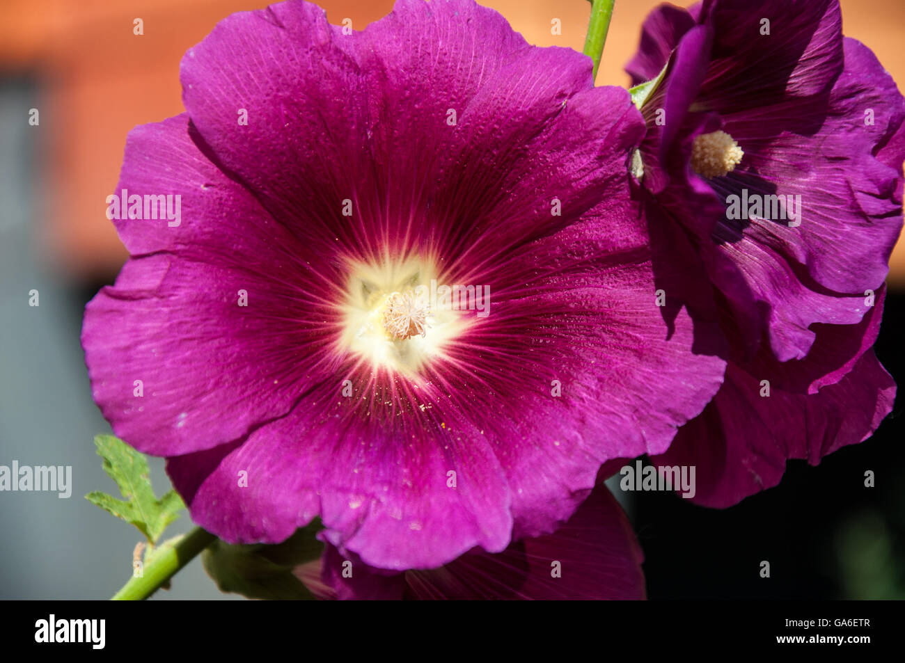 Malva flower light violet in hot summer day Stock Photo - Alamy