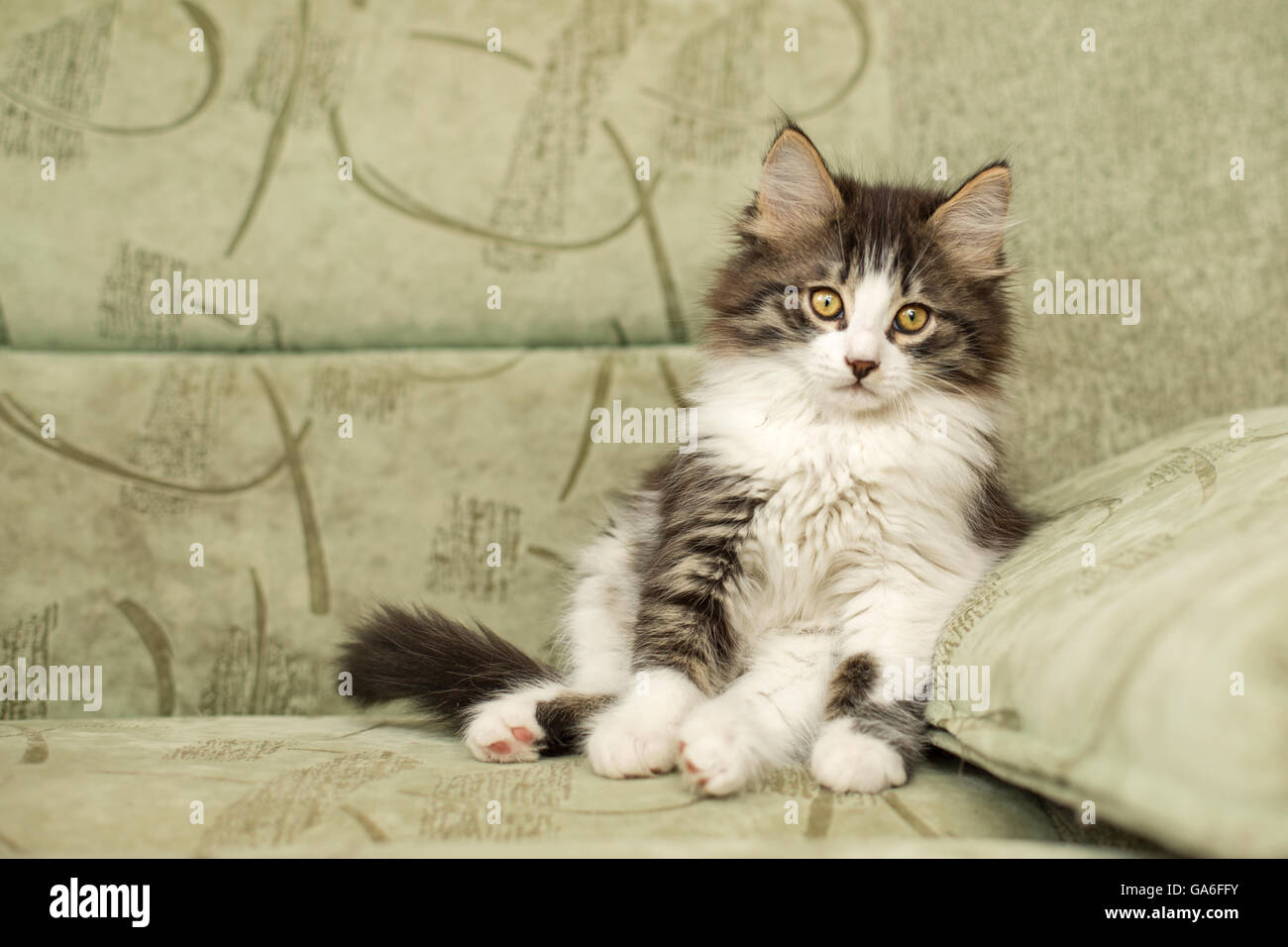A cute little kitten sitting on a chair. Pet Stock Photo - Alamy