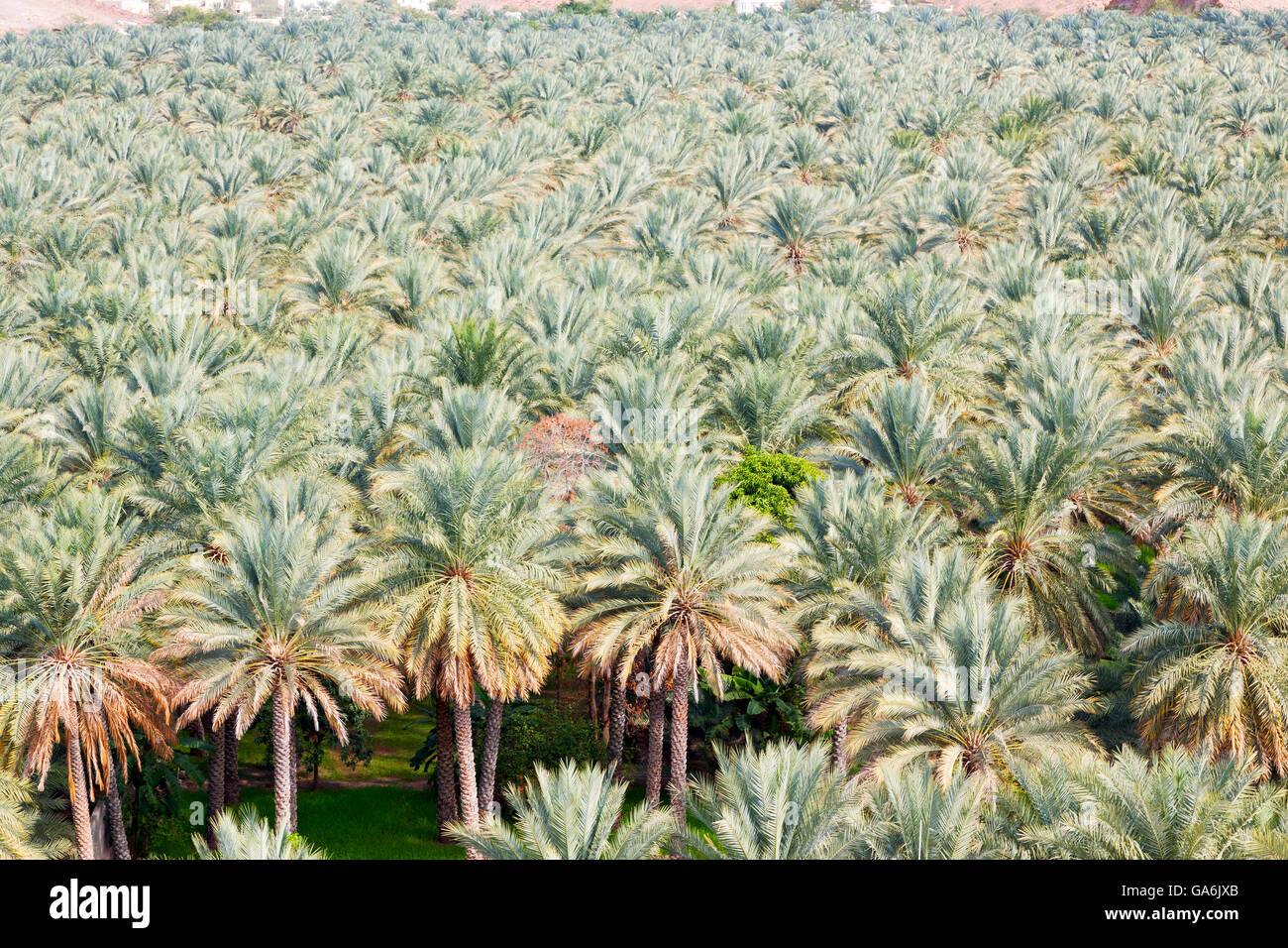 and the cultivation of palm fruit from high in oman garden Stock Photo ...