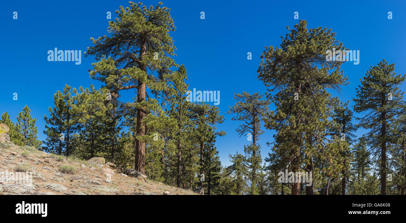 Pine trees grow on Mount Pinos in Los Padres National Forest in ...