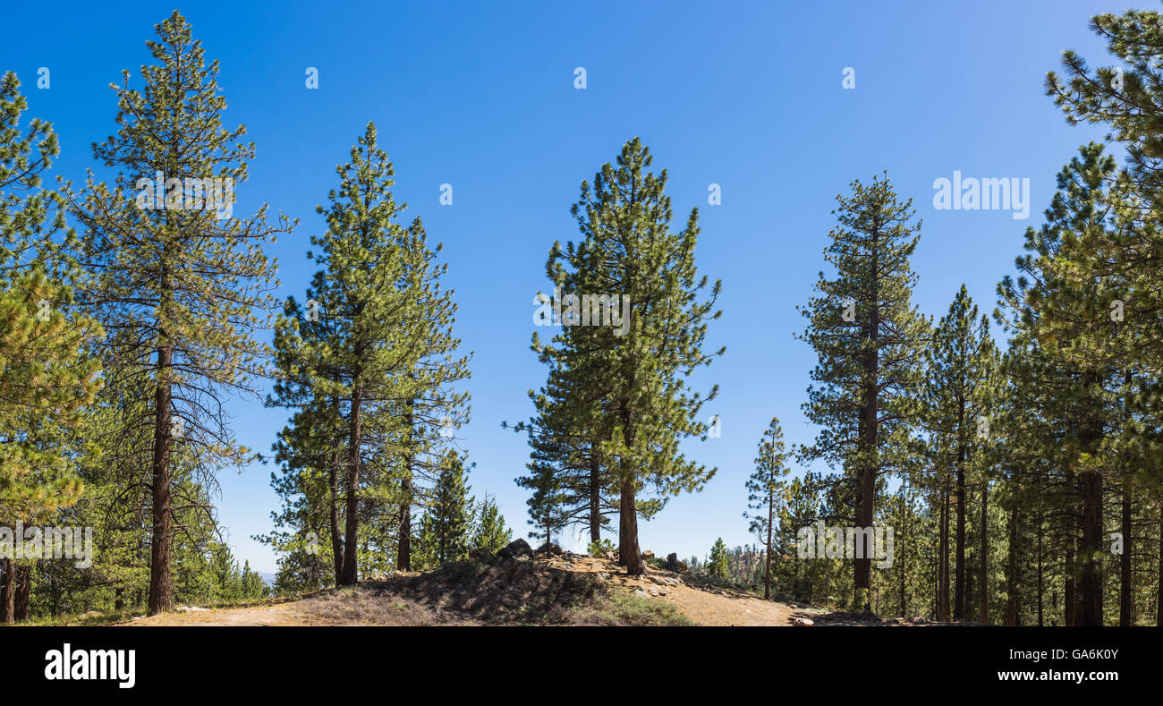 Line of Pine trees on ridge in Los Padres National Forest in southern ...