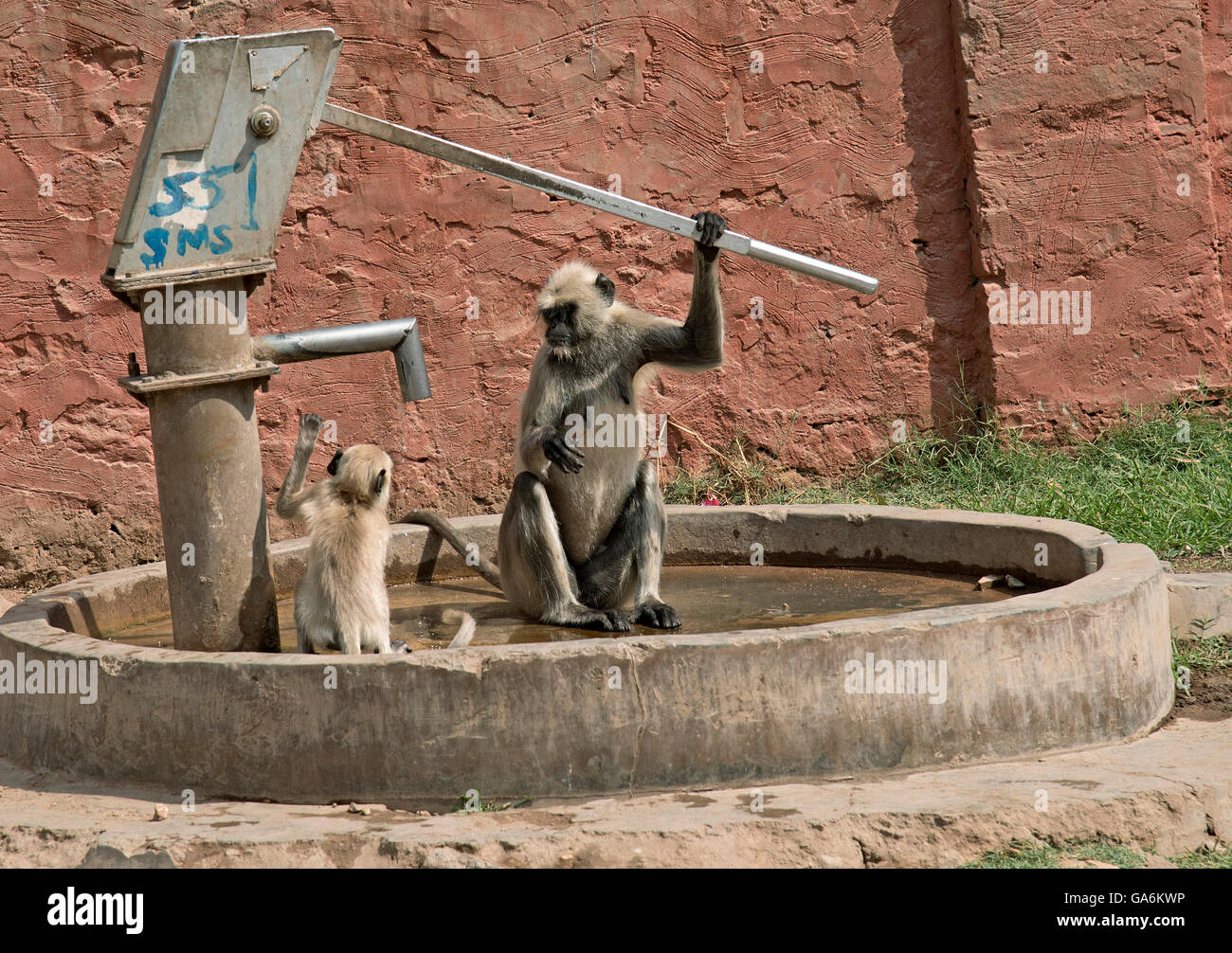 The image of Common Langur ( Semnopithecus entellus ) was taken in ...