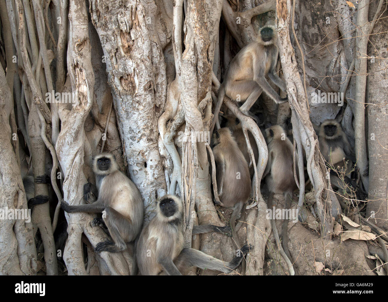 The image of Common Langur ( Semnopithecus entellus ) was taken in ...