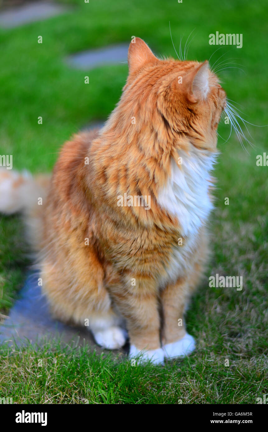 Long haired ginger white cat hi-res stock photography and images - Alamy