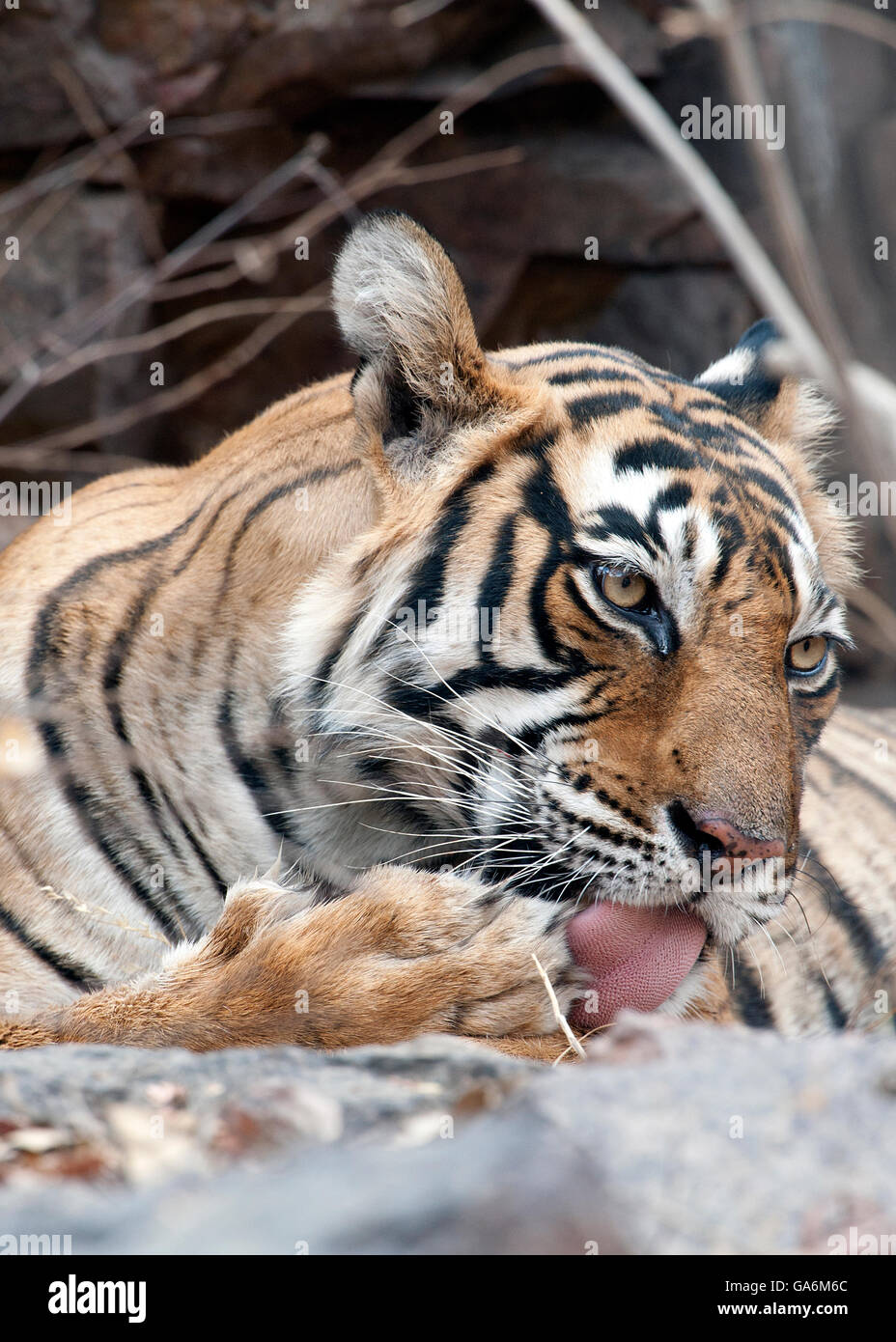 The image of Tiger ( Panthera tigris ) T39, Noor was taken in ...