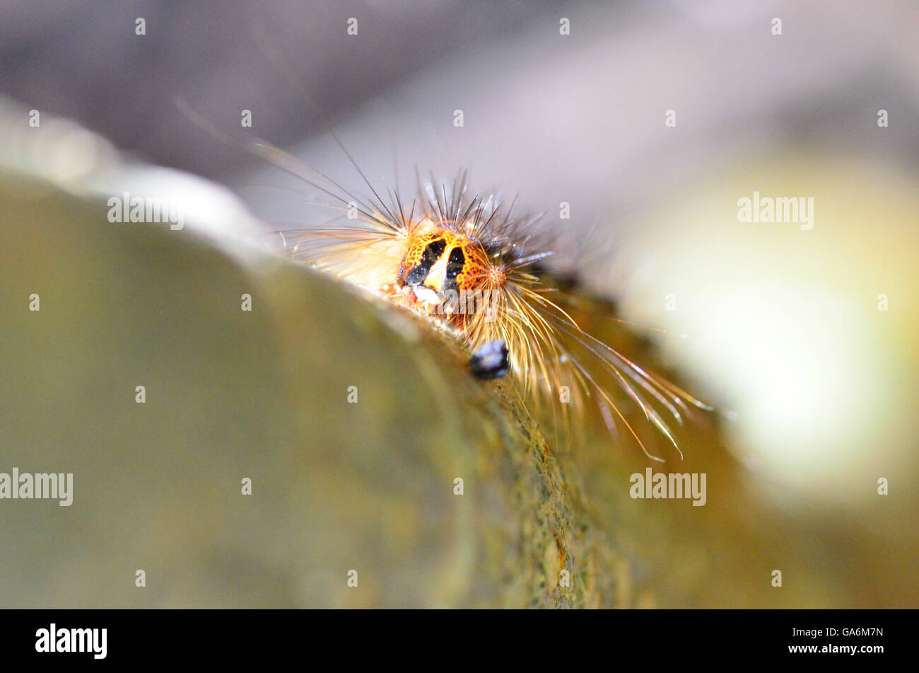 Hairy caterpillar crawling on tree hi-res stock photography and images ...