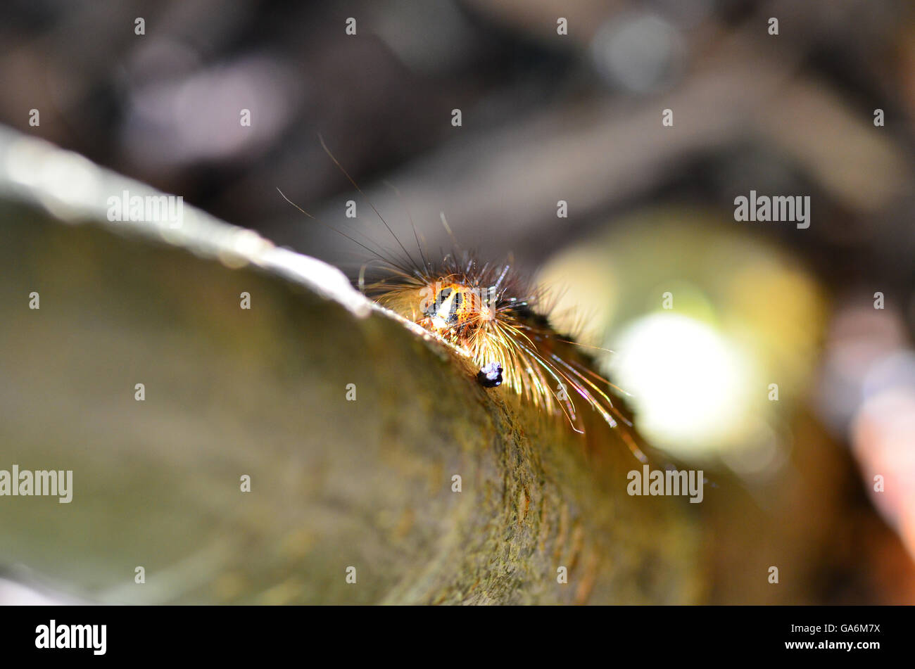 Hairy caterpillar crawling on tree hi-res stock photography and images ...