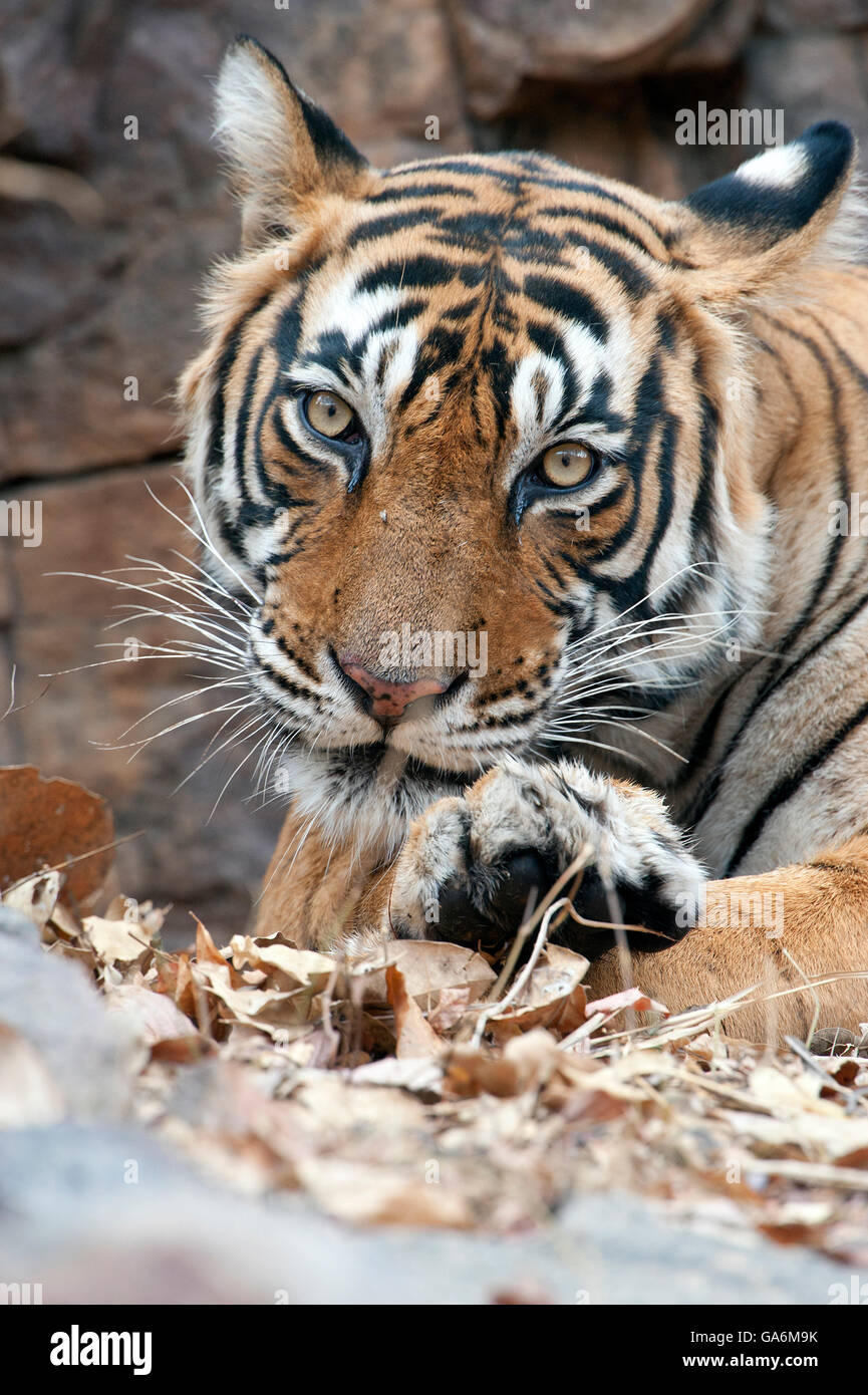 The image of Tiger ( Panthera tigris ) T39, Noor was taken in ...