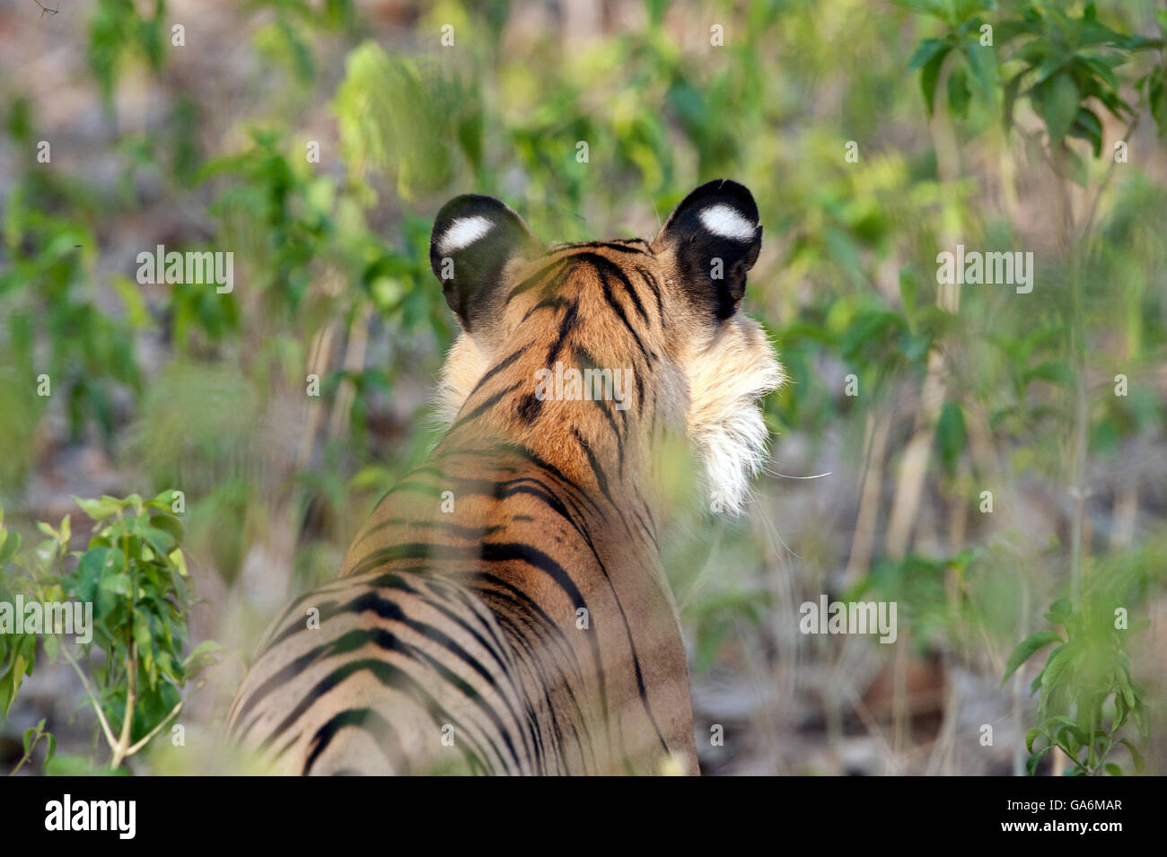 The image of Tiger ( Panthera tigris ) T84, Arrowhead was taken in ...