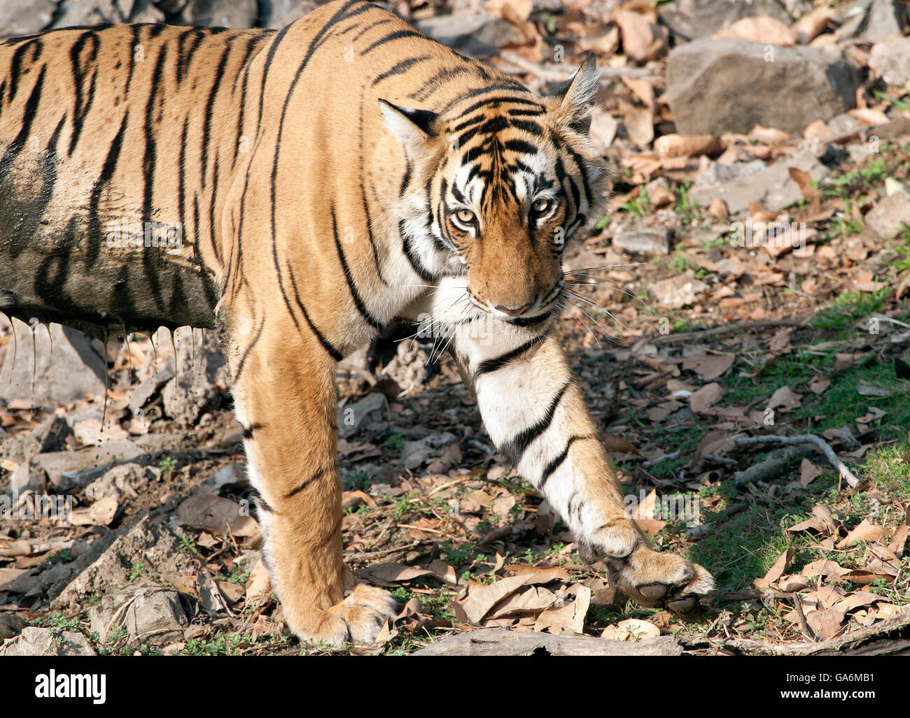 Tiger panthera tigris t84 hi-res stock photography and images - Alamy