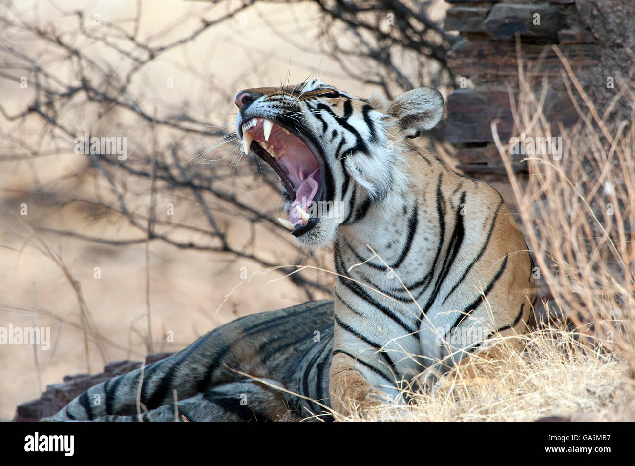 Tiger panthera tigris t84 hi-res stock photography and images - Alamy