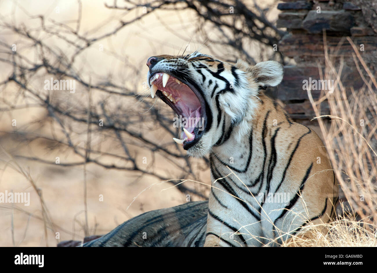 Tiger panthera tigris t84 hi-res stock photography and images - Alamy