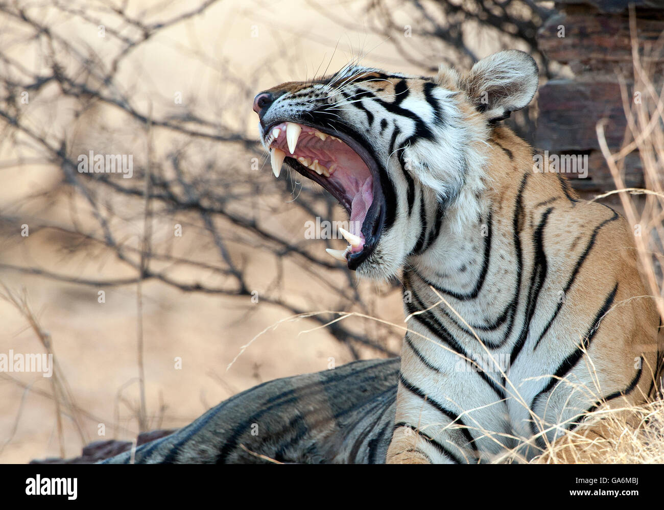 The image of Tiger ( Panthera tigris ) T84, Arrowhead was taken in ...