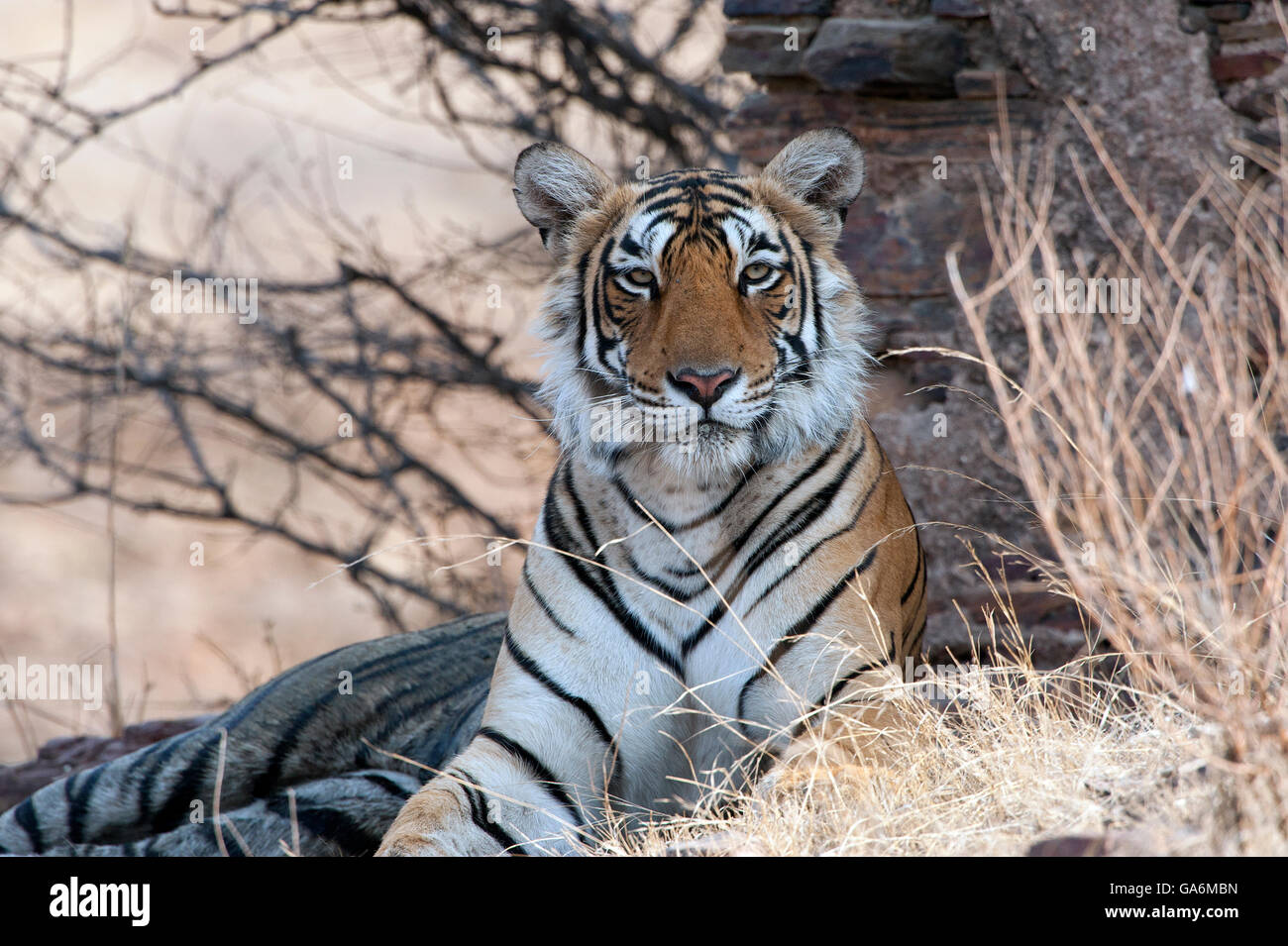 Tiger panthera tigris t84 hi-res stock photography and images - Alamy