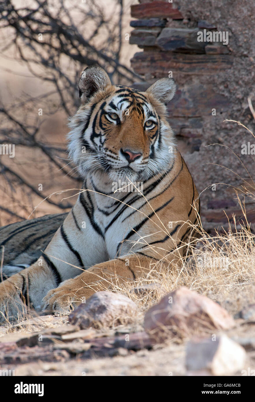 The image of Tiger ( Panthera tigris ) T84, Arrowhead was taken in ...