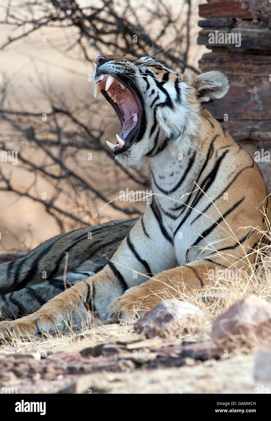 The image of Tiger ( Panthera tigris ) T84, Arrowhead was taken in ...