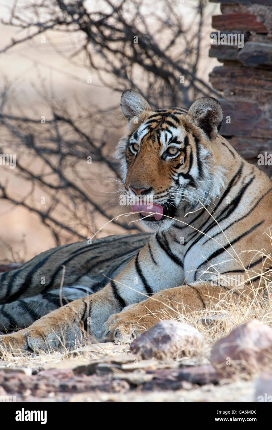 Tiger panthera tigris t84 hi-res stock photography and images - Alamy