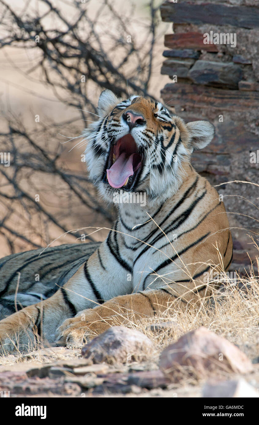 The image of Tiger ( Panthera tigris ) T84, Arrowhead was taken in ...