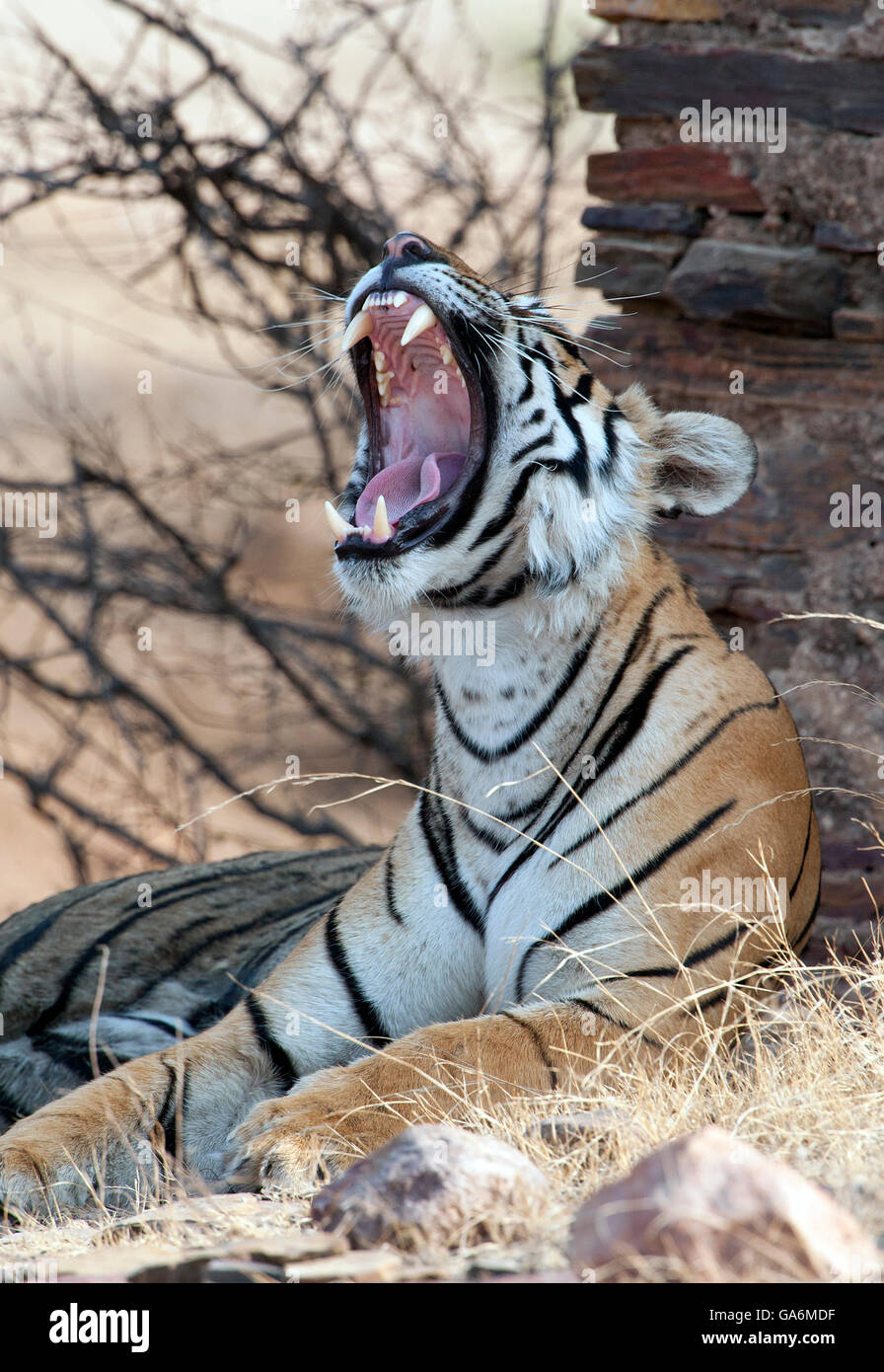 Tiger panthera tigris t84 hi-res stock photography and images - Alamy