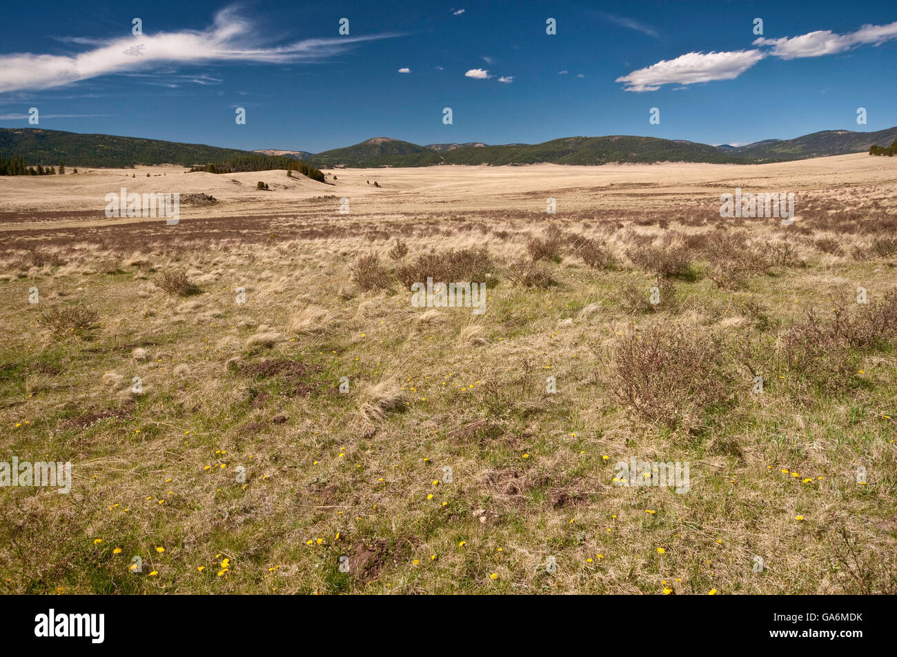Grasslands at Valle Grande in Valles Caldera National Preserve ...