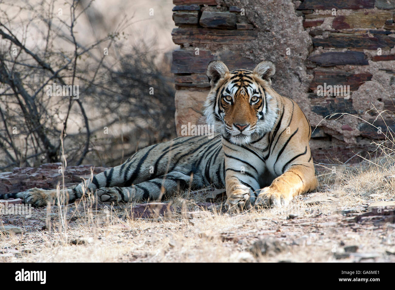 The image of Tiger ( Panthera tigris ) T84, Arrowhead was taken in ...