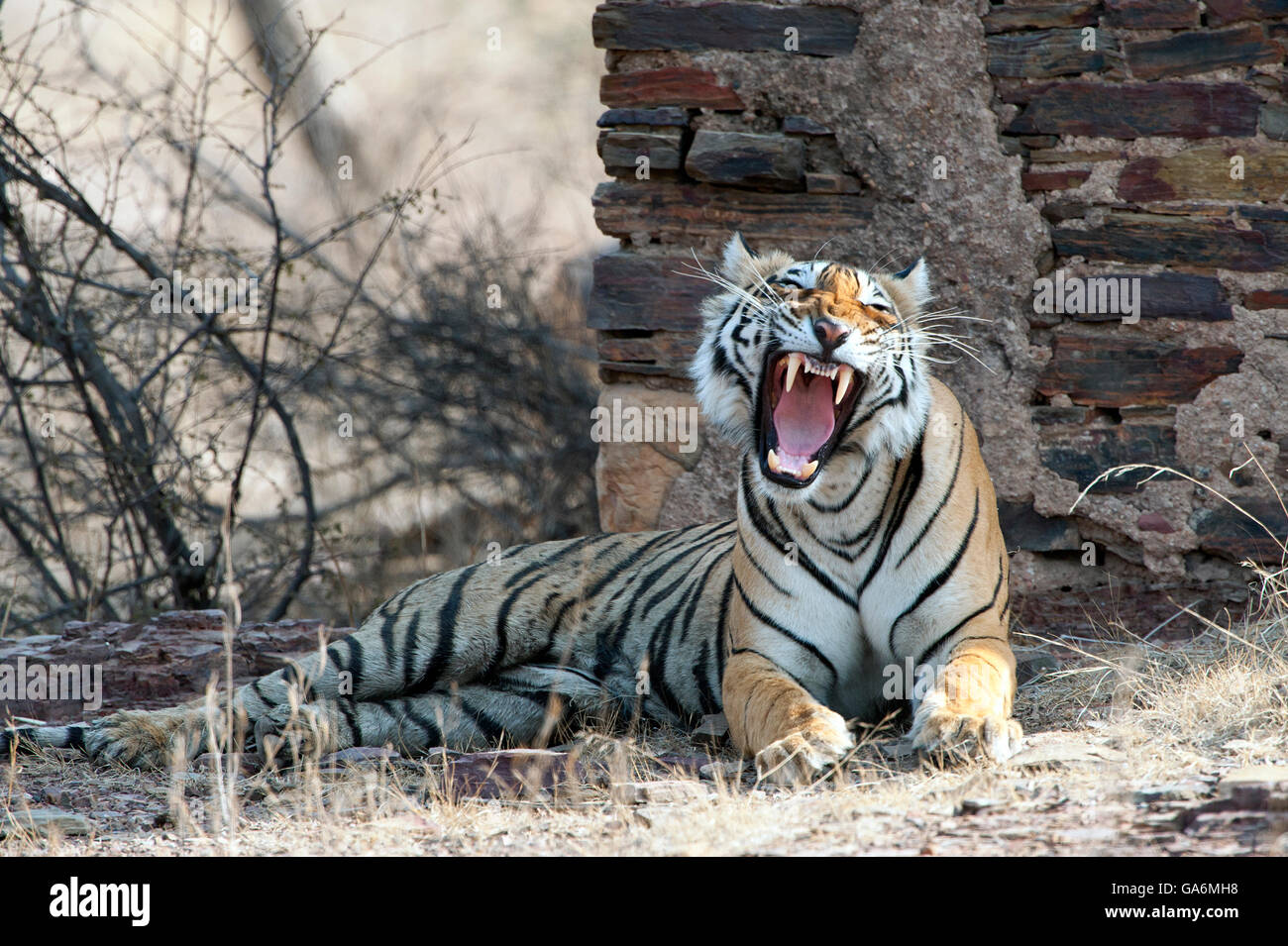 The image of Tiger ( Panthera tigris ) T84, Arrowhead was taken in ...