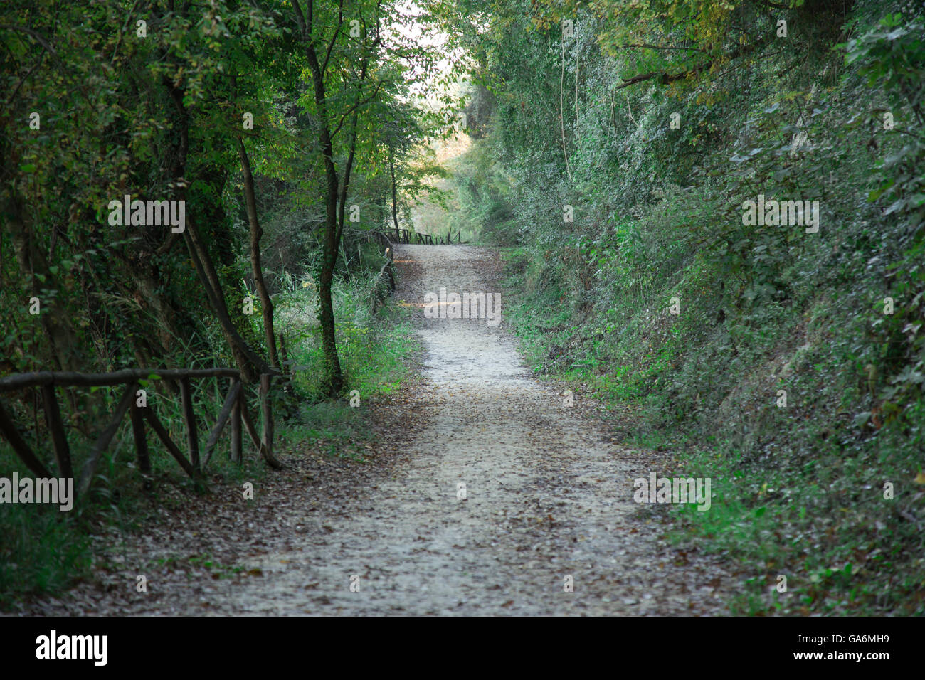 Forest trail along the river bank Stock Photo - Alamy