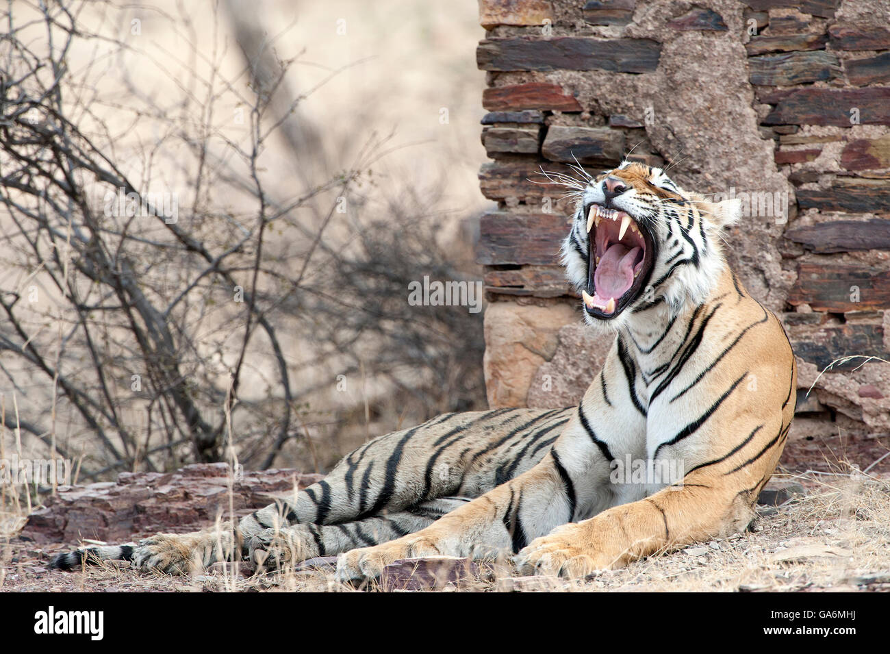 Tiger panthera tigris t84 hi-res stock photography and images - Alamy