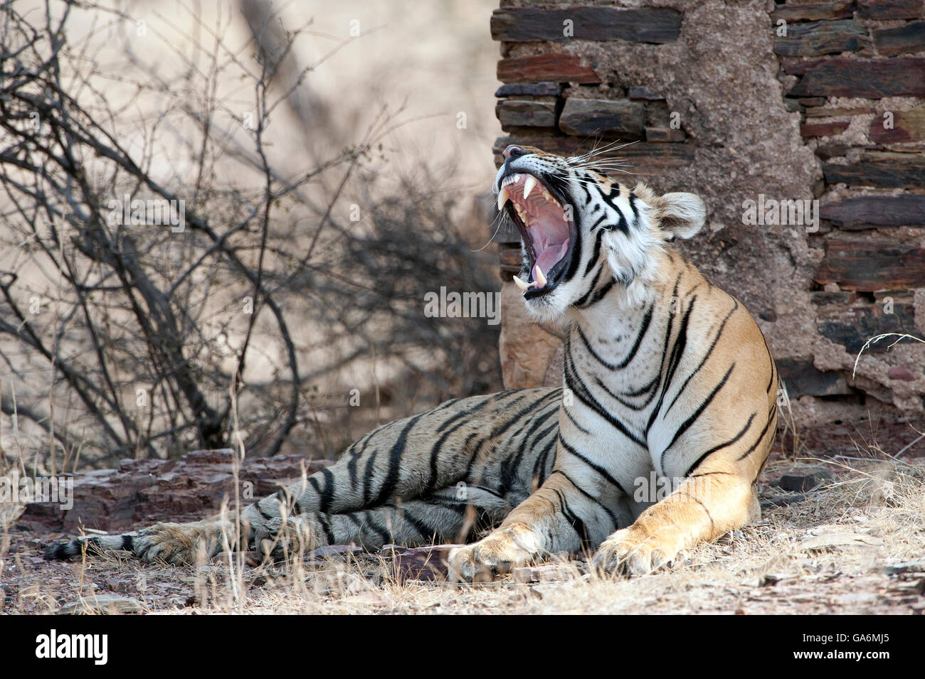 The image of Tiger ( Panthera tigris ) T84, Arrowhead was taken in ...