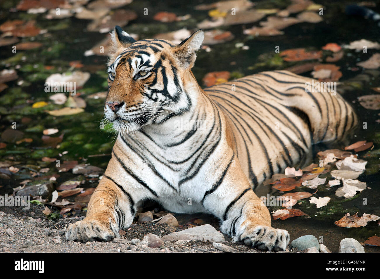 The image of Tiger ( Panthera tigris ) T39, Noor was taken in ...