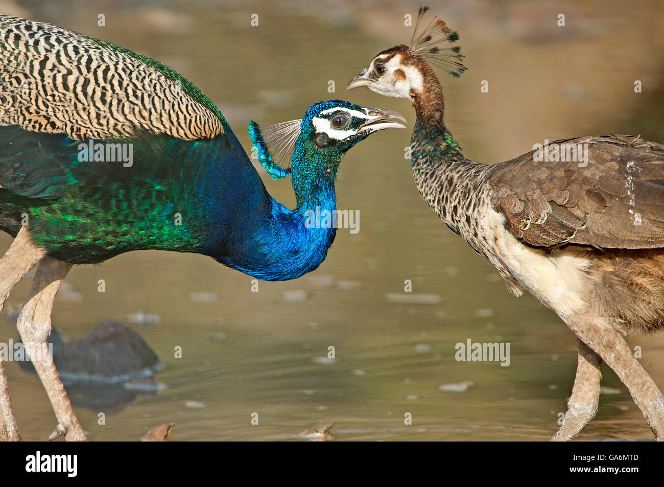 The image of Indian Peafowl ( Pavo cristatus ) male and female was ...