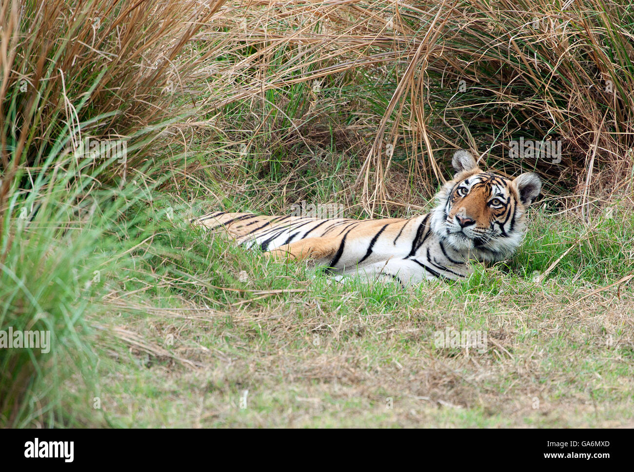 The image of Tiger ( Panthera tigris ) T84, Arrowhead was taken in ...