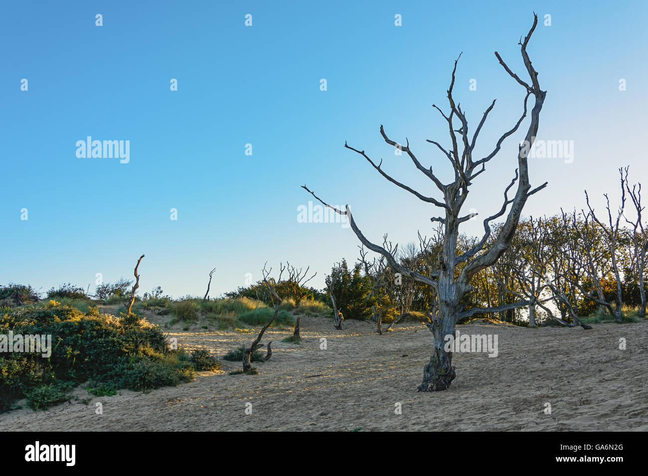Autumn morning silhouettes of dry trees in the sand Stock Photo - Alamy