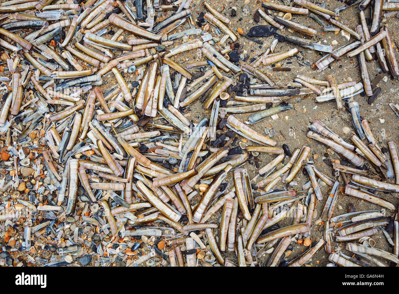 Empty Clam Shell High Resolution Stock Photography and Images - Alamy