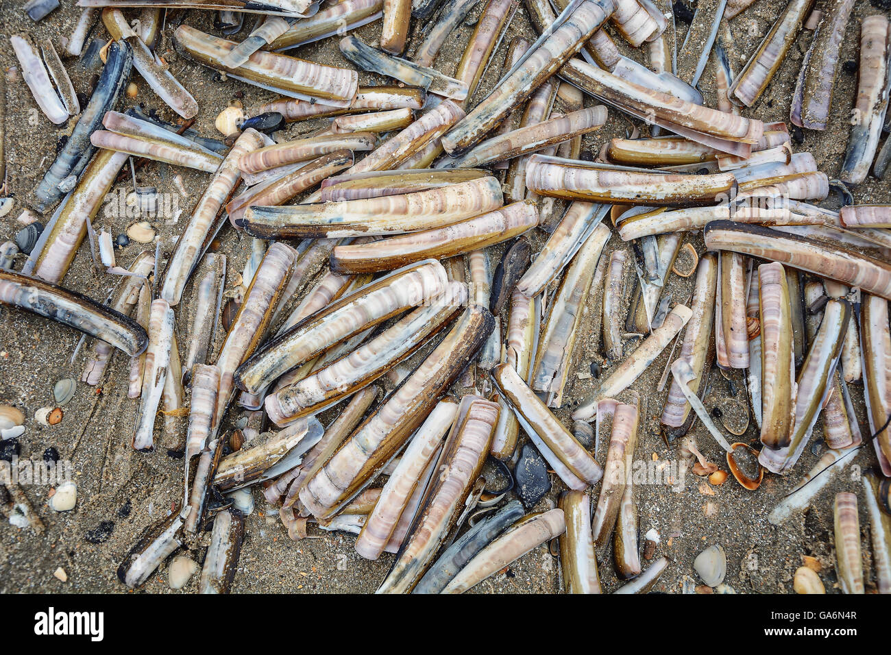 Razor clam on sandy beach hi-res stock photography and images - Alamy